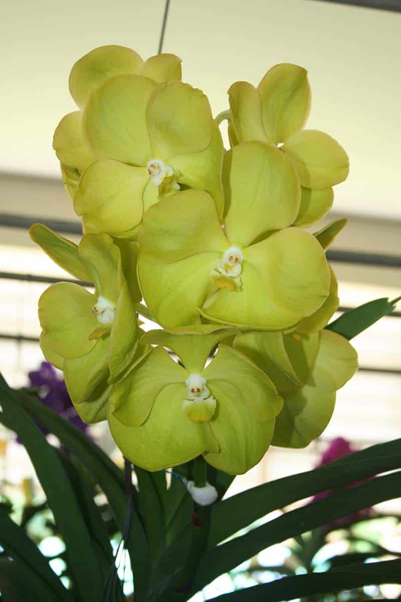 Ascda Jukkich Gold - VANDAORCHID.com