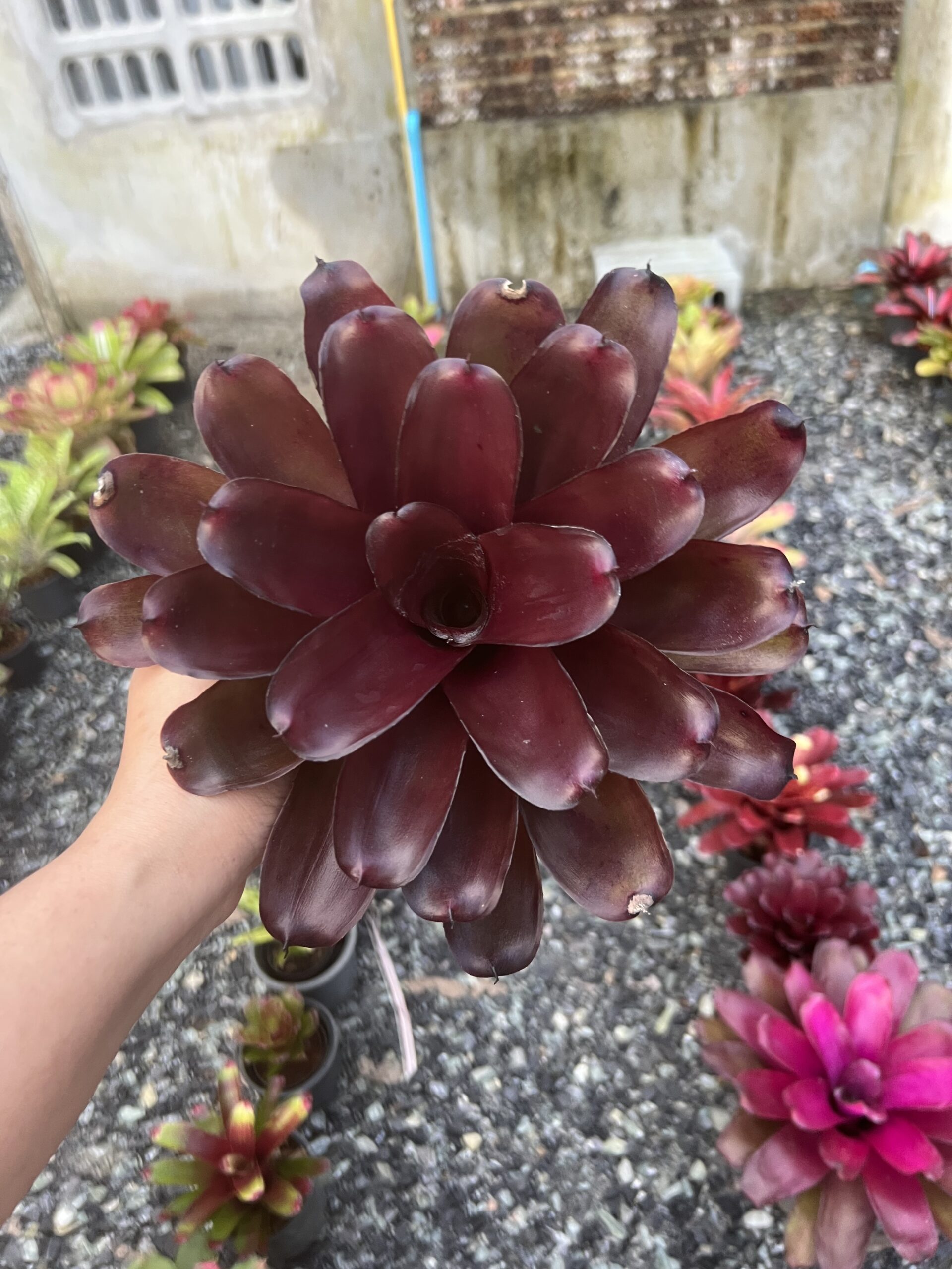 Neo.Purple star x fire ball - VANDAORCHID.com