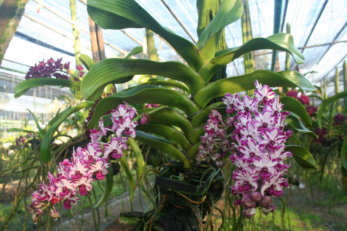 Rhyn.gigantea Prai - VANDAORCHID.com